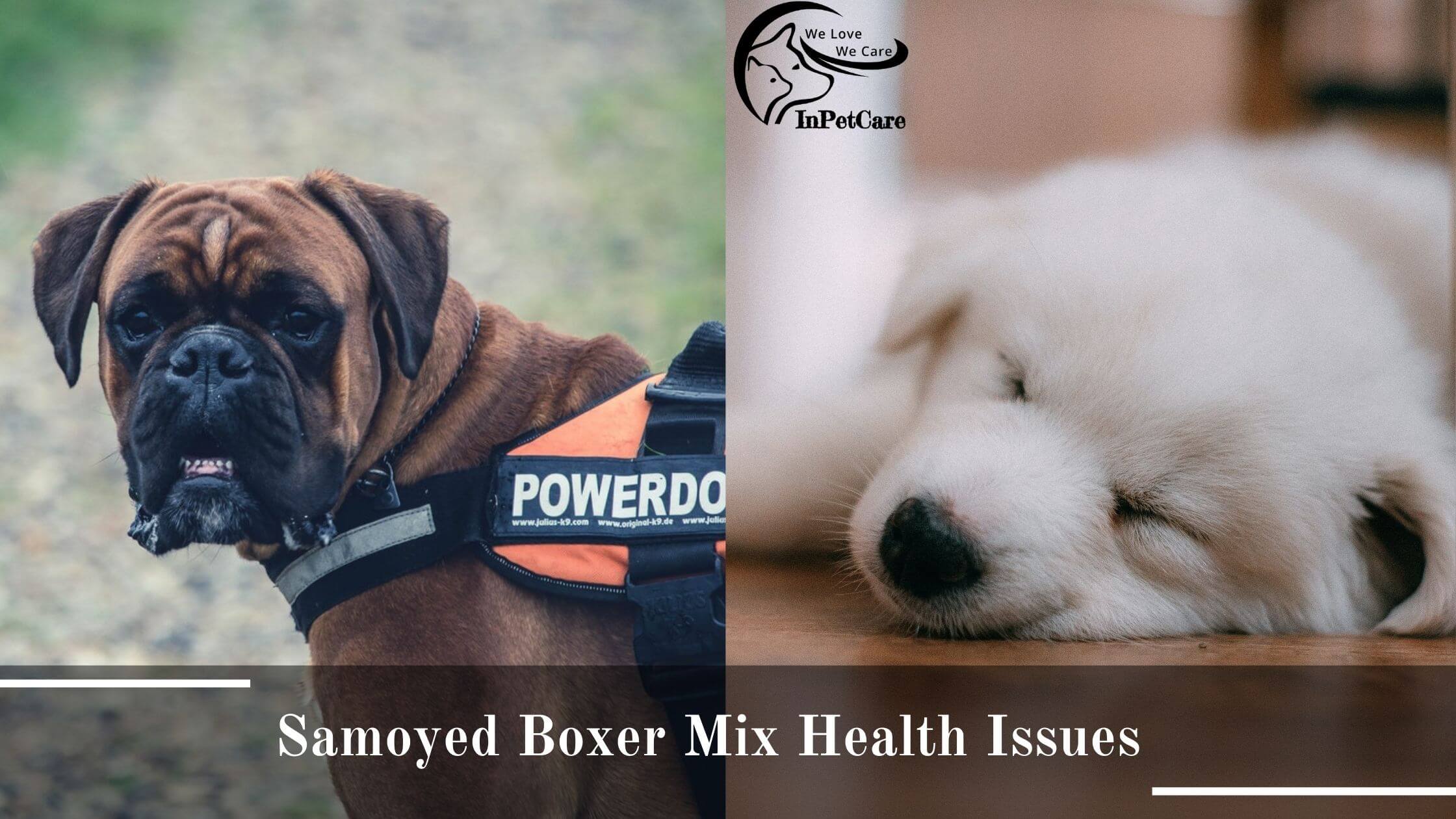 Samoyed Boxer Mix: A Complete Guide (With Pictures)