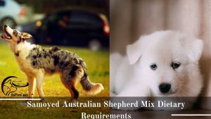 Samoyed Australian Shepherd Mix: A Complete Guide (With Pictures)