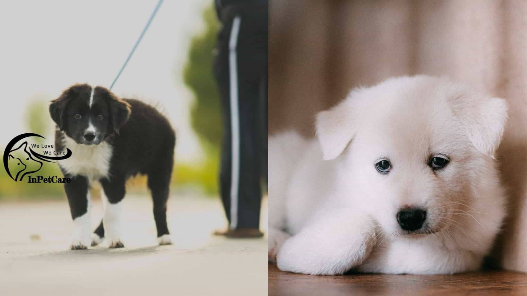 Samoyed Border Collie Mix: A Complete Guide (With Pictures)