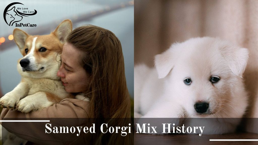 Samoyed Corgi Mix