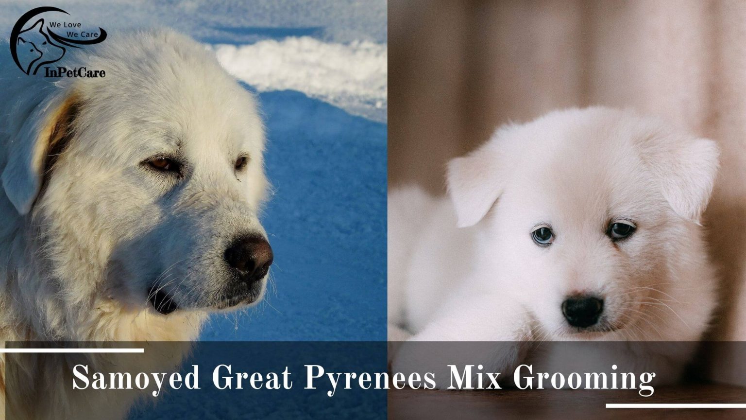 Samoyed Great Pyrenees Mix: A Complete Guide (With Pictures)