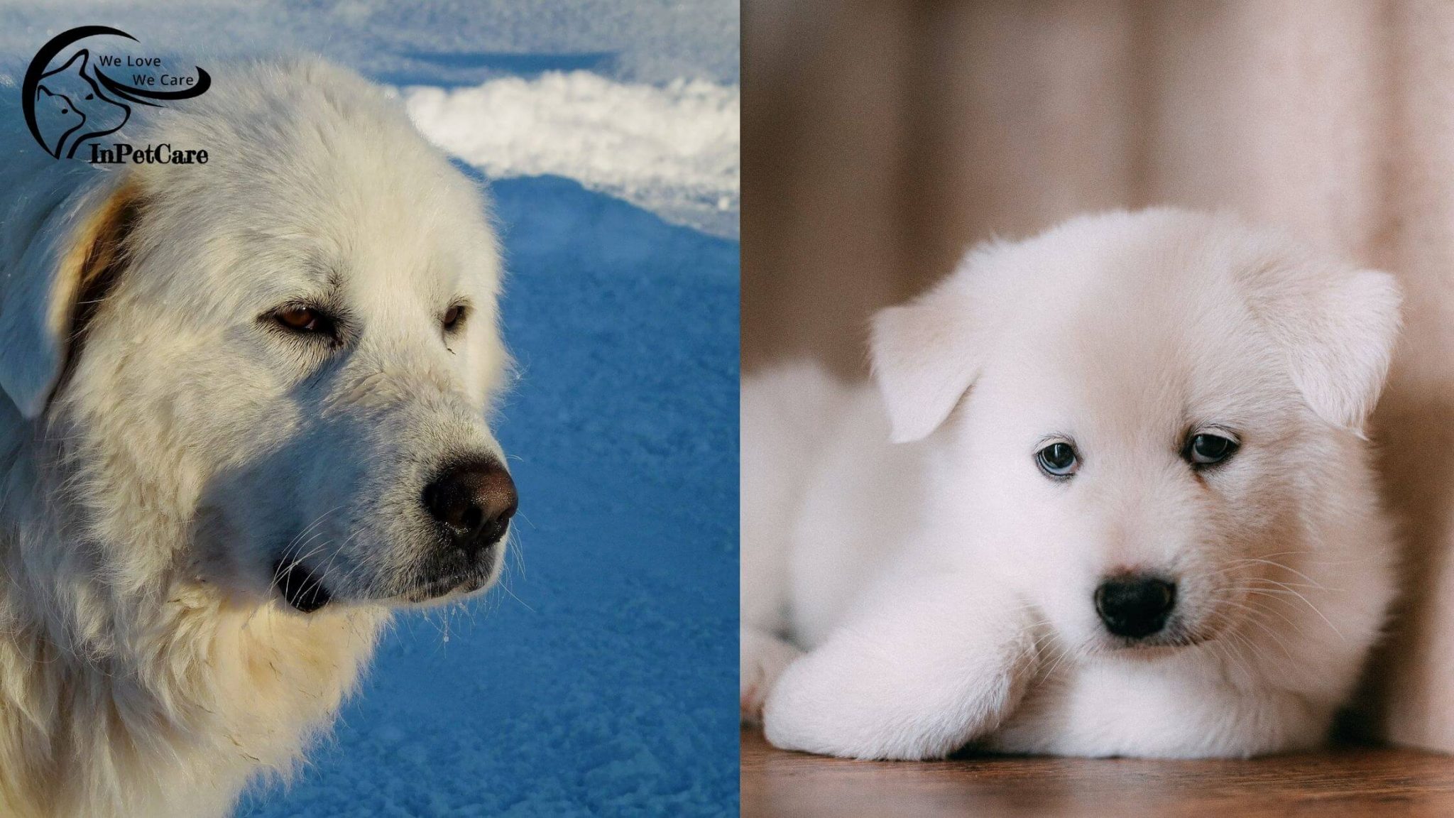 Samoyed Great Pyrenees Mix: A Complete Guide (With Pictures)