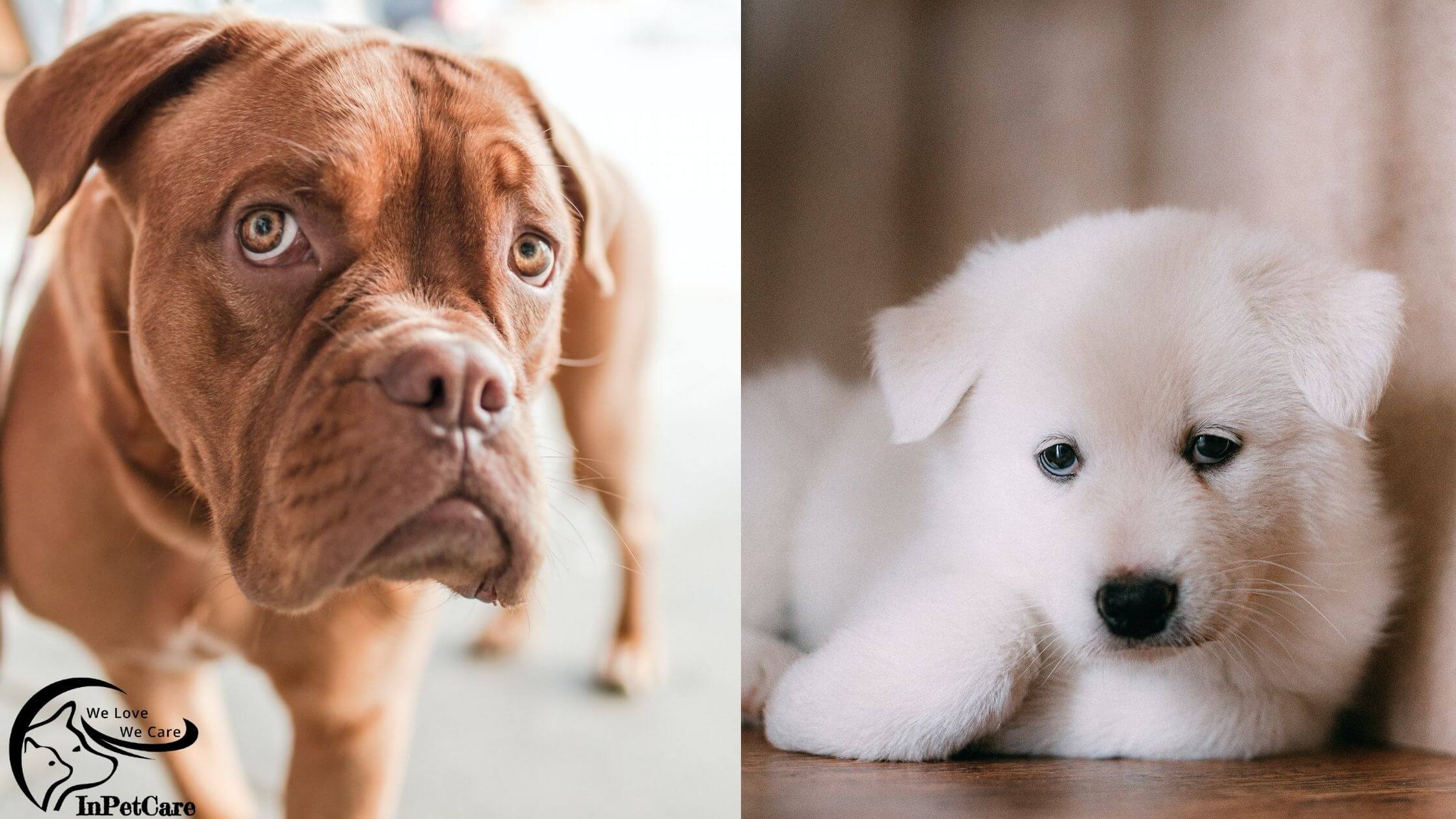 Samoyed Boxer Mix: A Complete Guide (With Pictures)