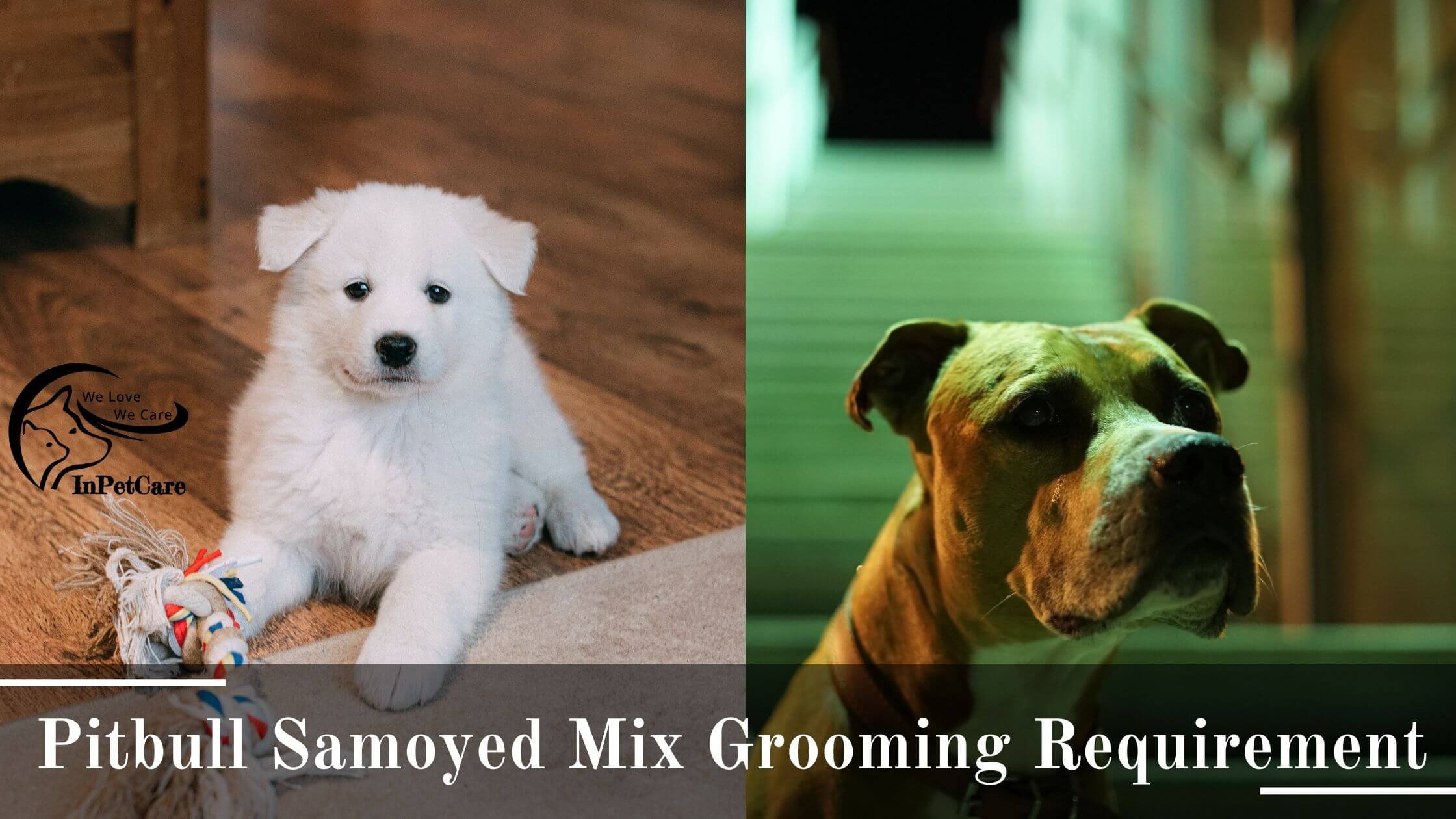 Pitbull Samoyed Mix: A Complete Guide (With Pictures)