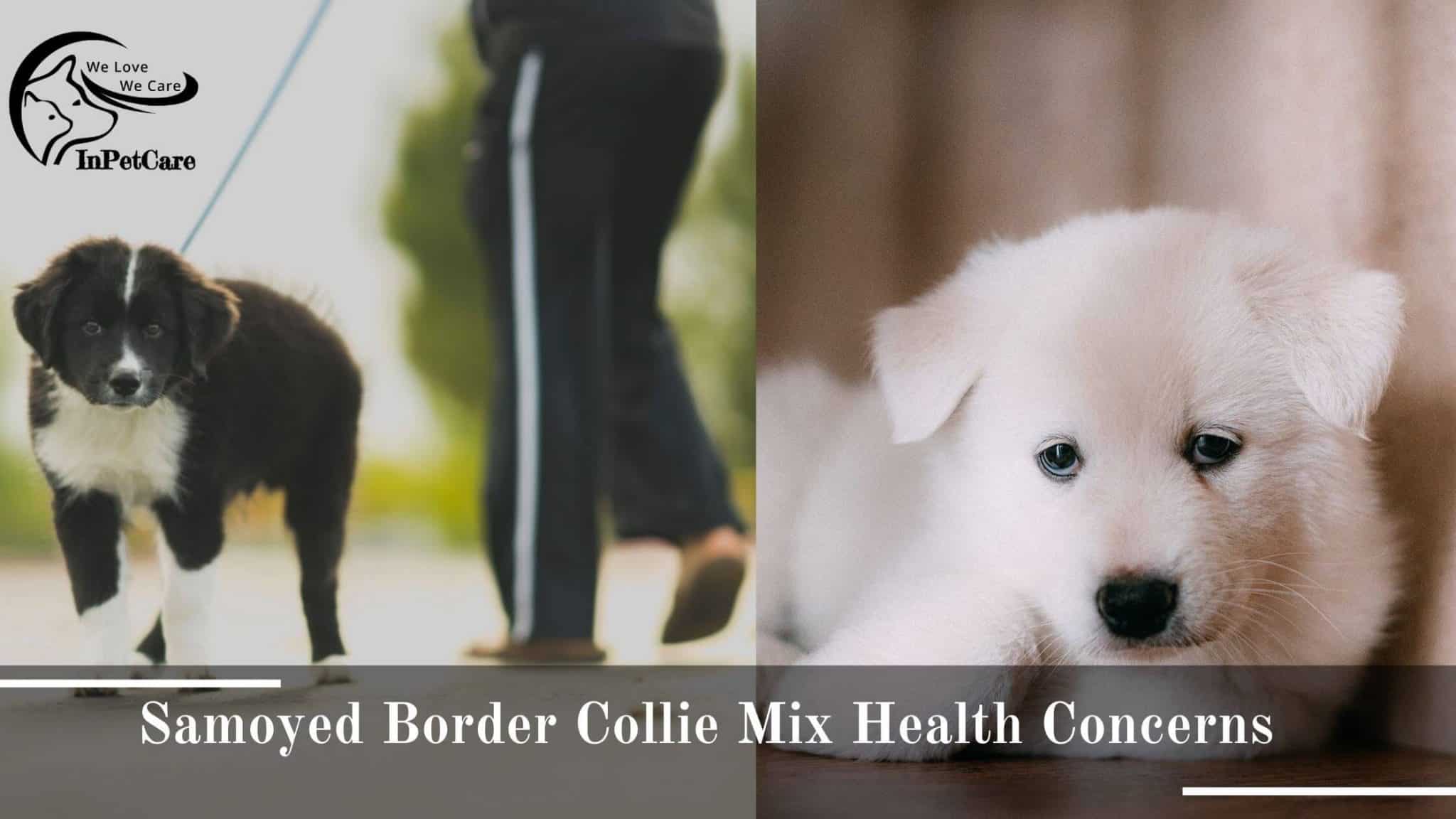Samoyed Border Collie Mix: A Complete Guide (With Pictures)