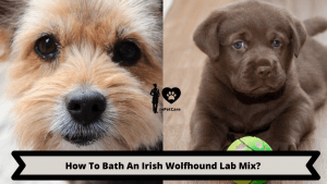Irish Wolfhound Lab Mix: A Complete Guide (With Pictures)