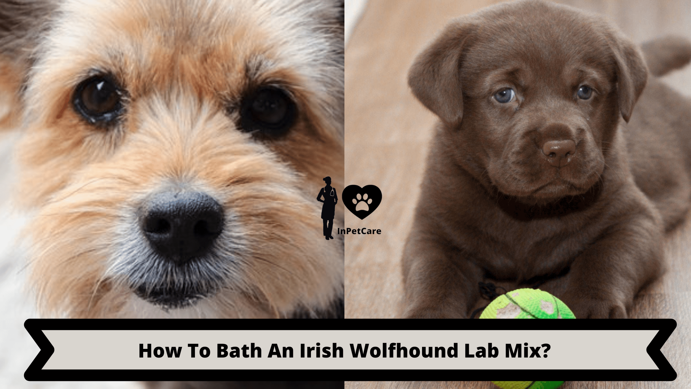 Irish Wolfhound Lab Mix: A Complete Guide (With Pictures)