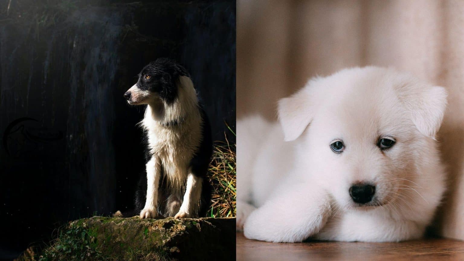 Samoyed Border Collie Mix: A Complete Guide (With Pictures)