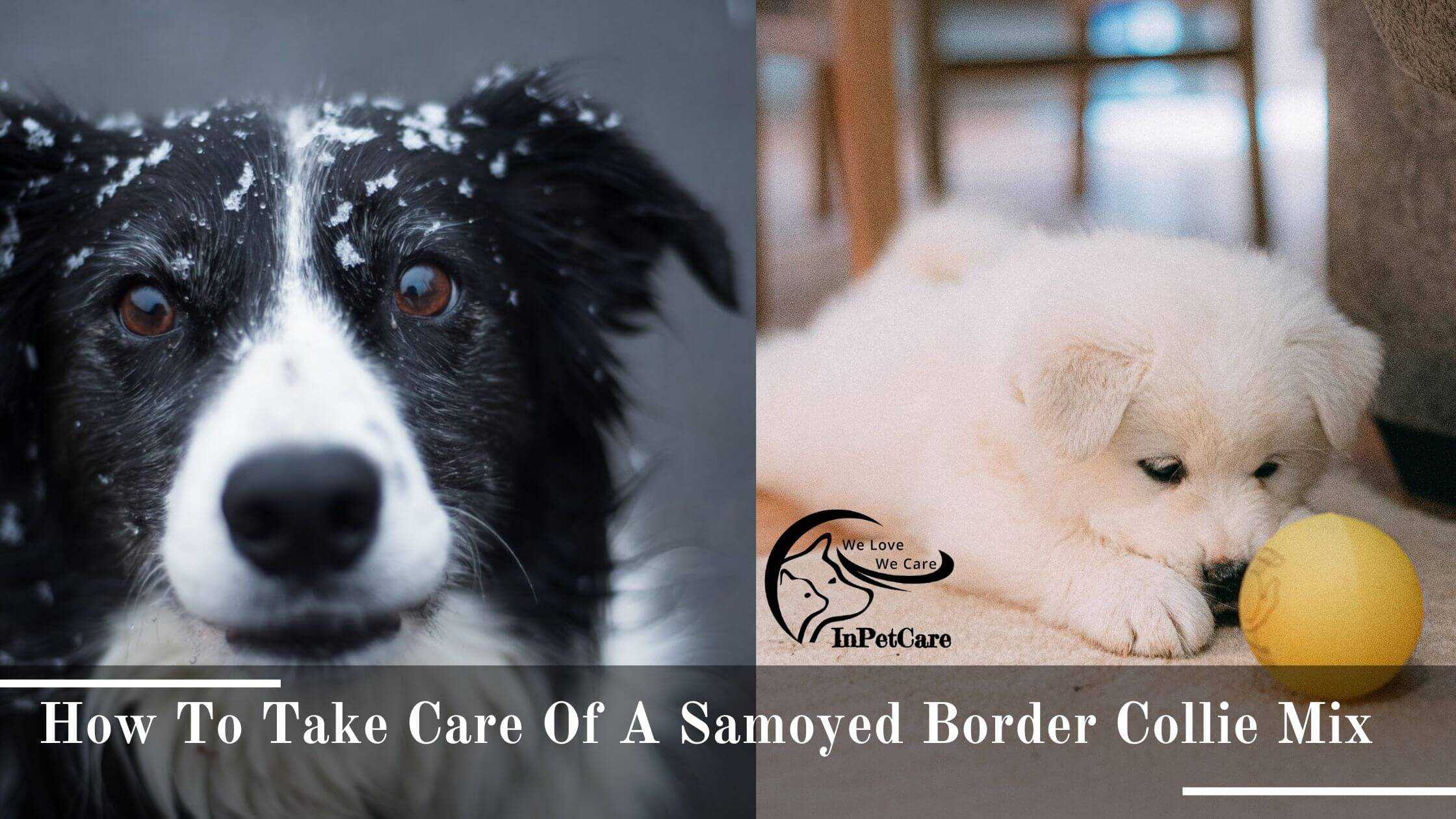 Samoyed Border Collie Mix: A Complete Guide (With Pictures)