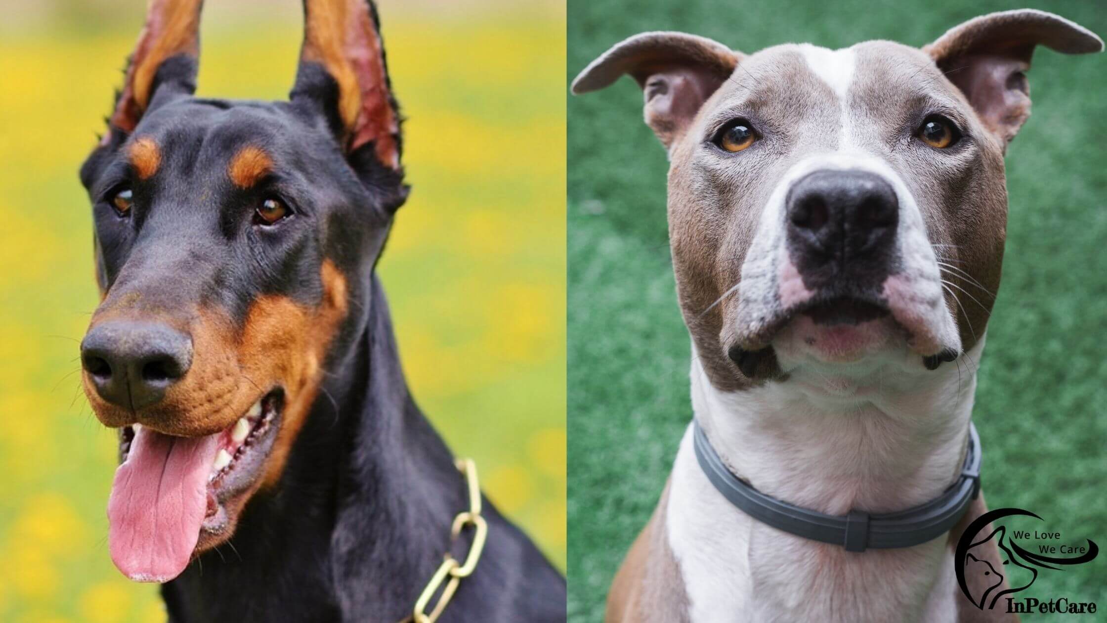 Manchester Terrier Pitbull Mix: A Complete Guide (With Picture)