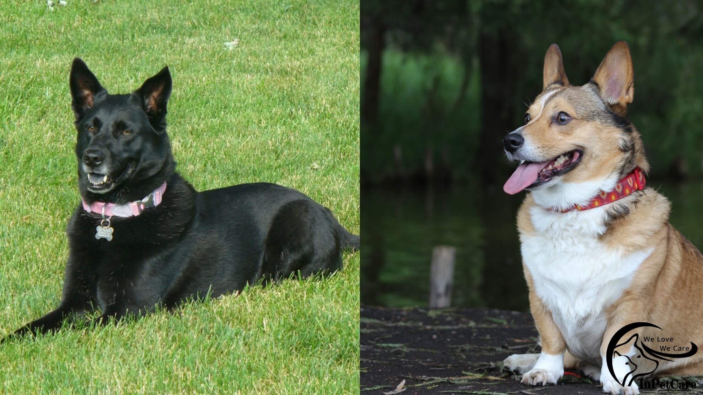 Schipperke Corgi Mix: A Complete Guide (With Pictures)