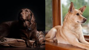 Carolina Dog Lab Mix: A Complete Guide (With Pictures)