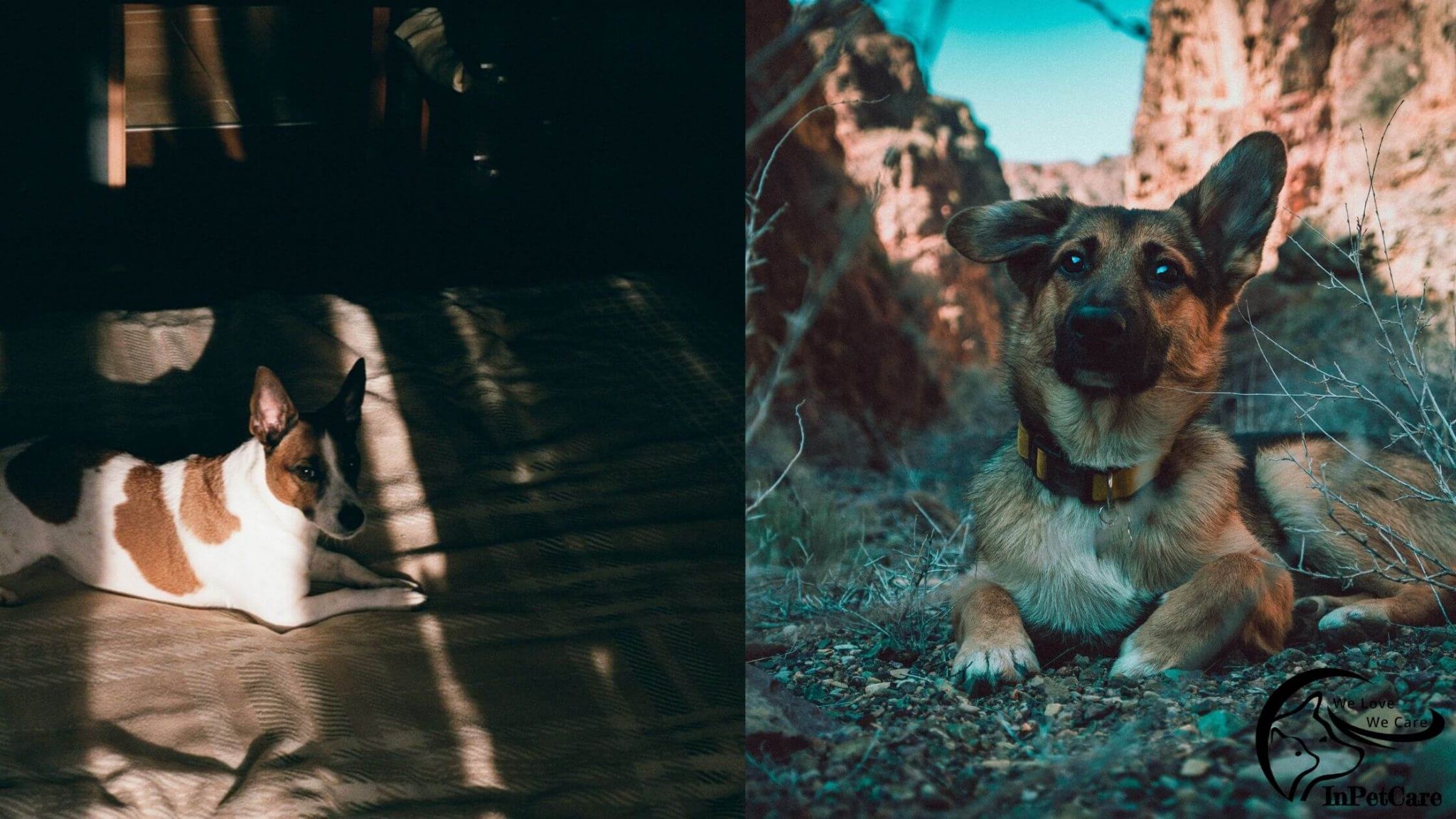 Basenji German Shepherd Mix: A Complete Guide (With Pictures)