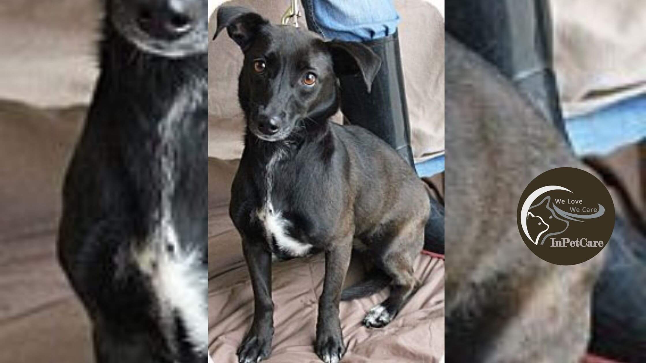 Schipperke Dachshund Mix: A Complete Guide (With Picture)