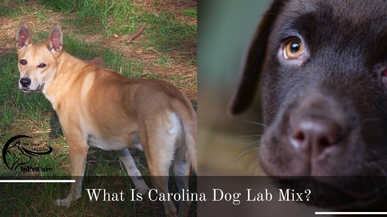 Carolina Dog Lab Mix: A Complete Guide (With Pictures)