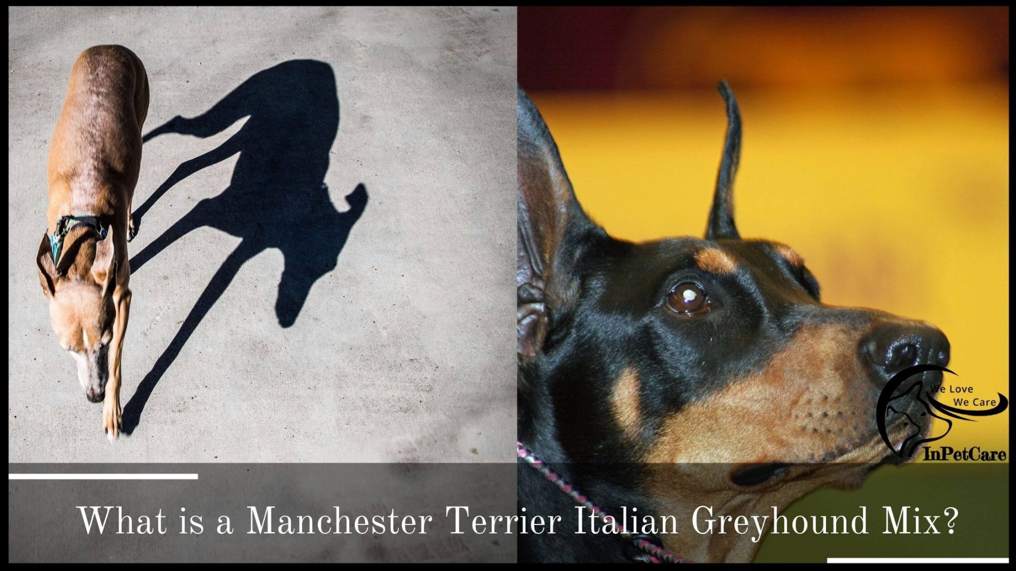 Manchester Terrier Italian Greyhound Mix: A Complete Guide (With Pictures)