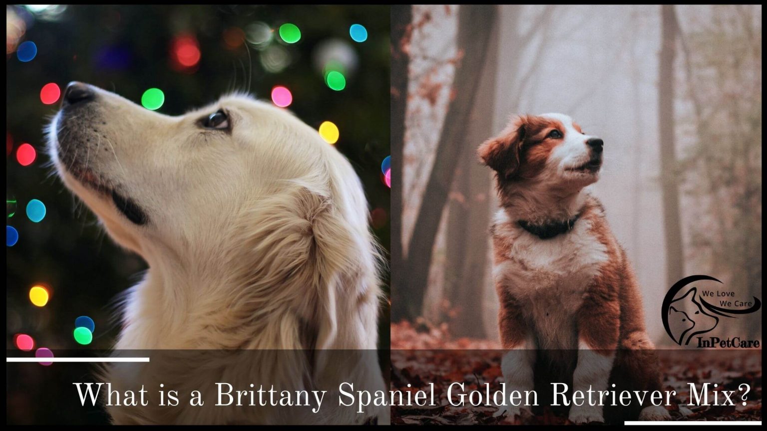 Brittany Spaniel Golden Retriever Mix: A Complete Guide (With Pictures)