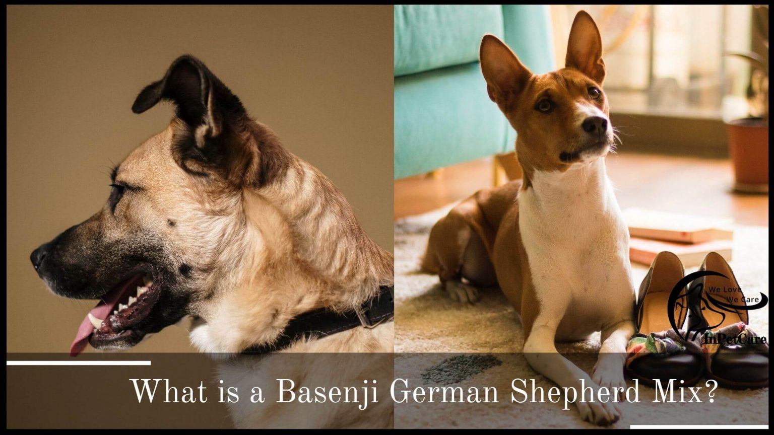 Basenji German Shepherd Mix: A Complete Guide (With Pictures)