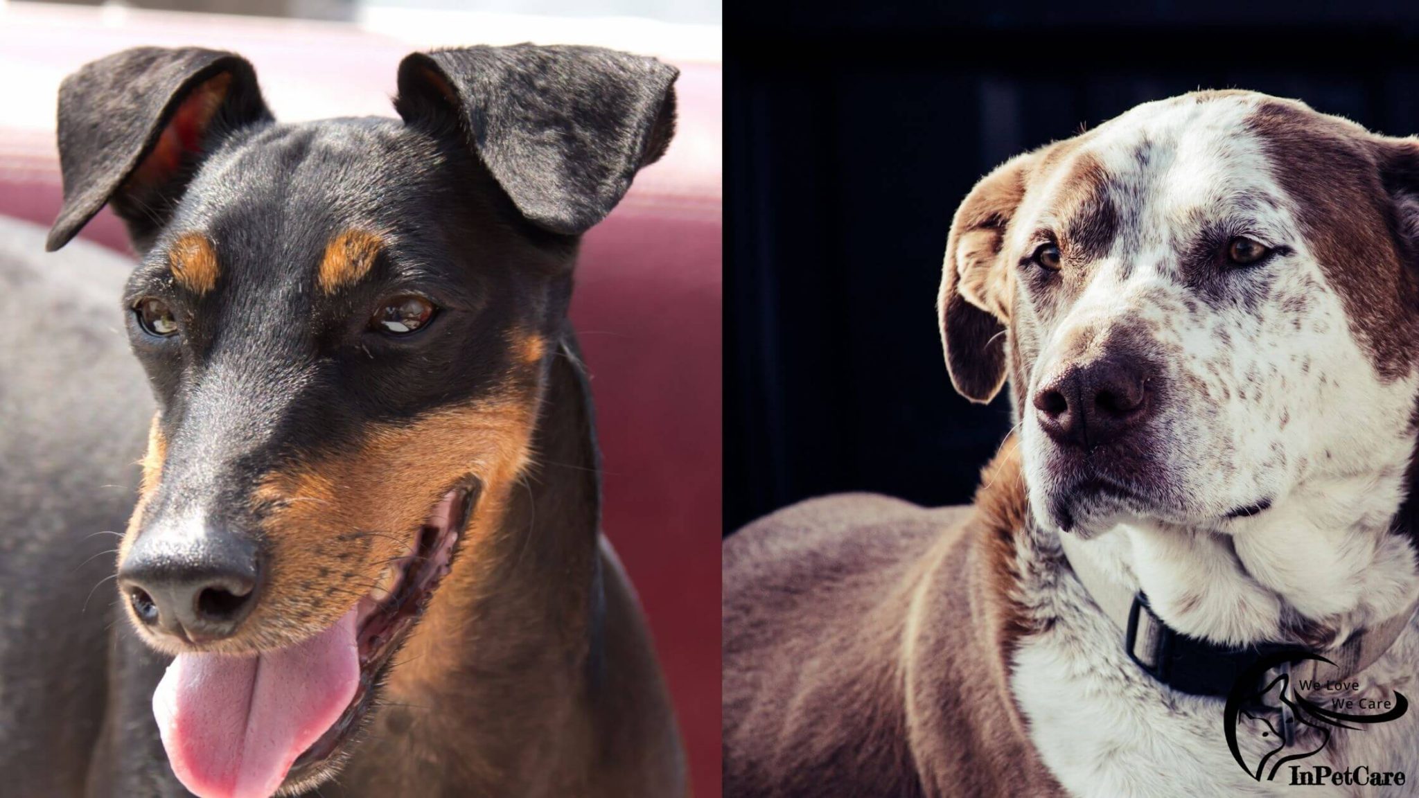 Manchester Terrier Pitbull Mix: A Complete Guide (With Picture)