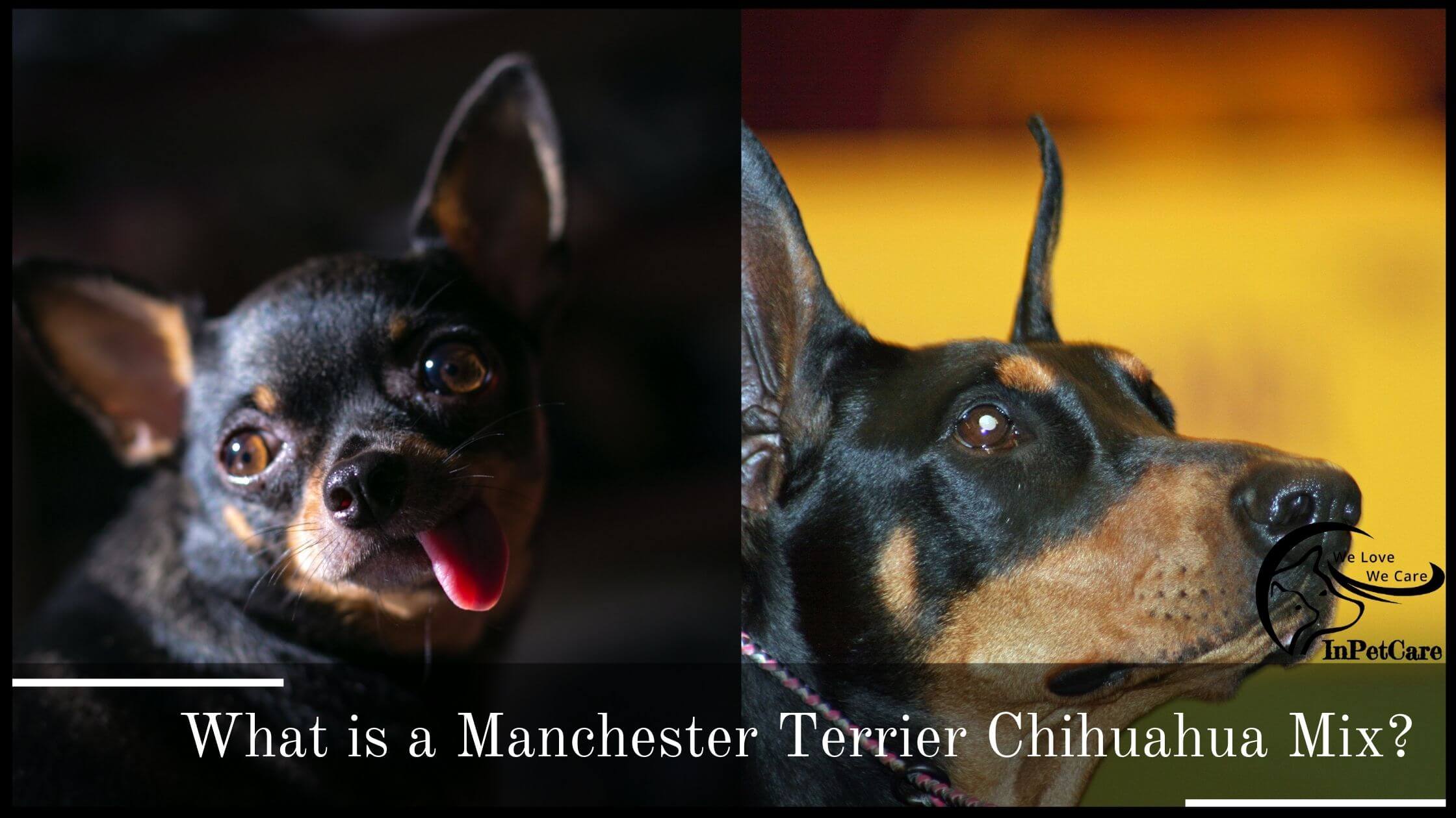 Chihuahua Manchester Terrier Mix: A Complete Guide (With Pictures)