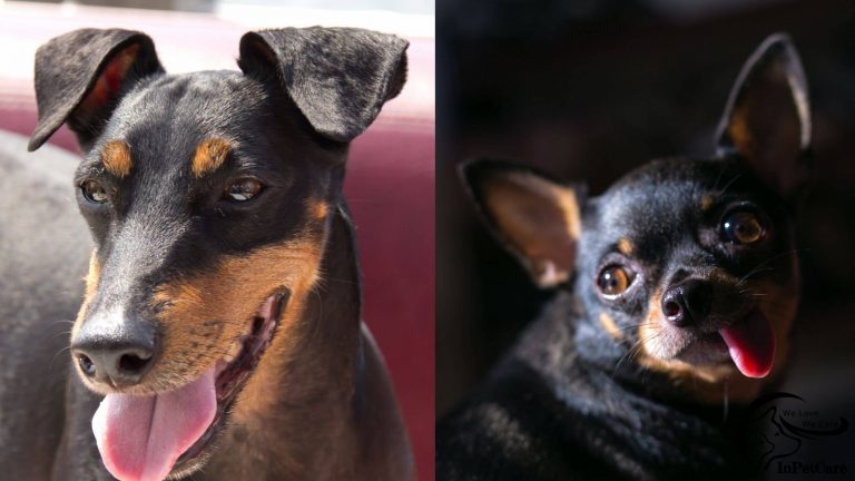 Chihuahua Manchester Terrier Mix: A Complete Guide (With Pictures)