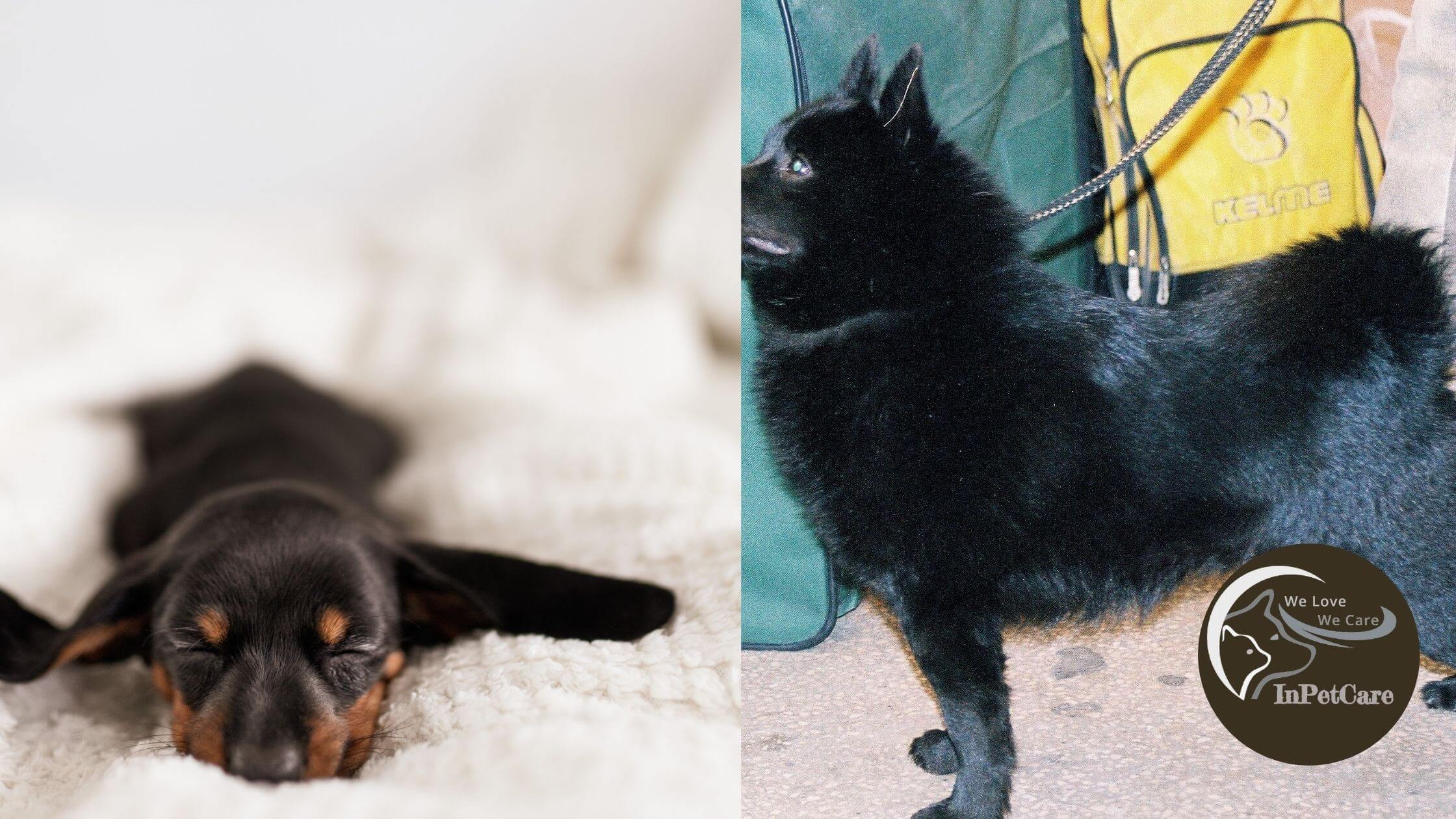 Schipperke Dachshund Mix: A Complete Guide (With Picture)