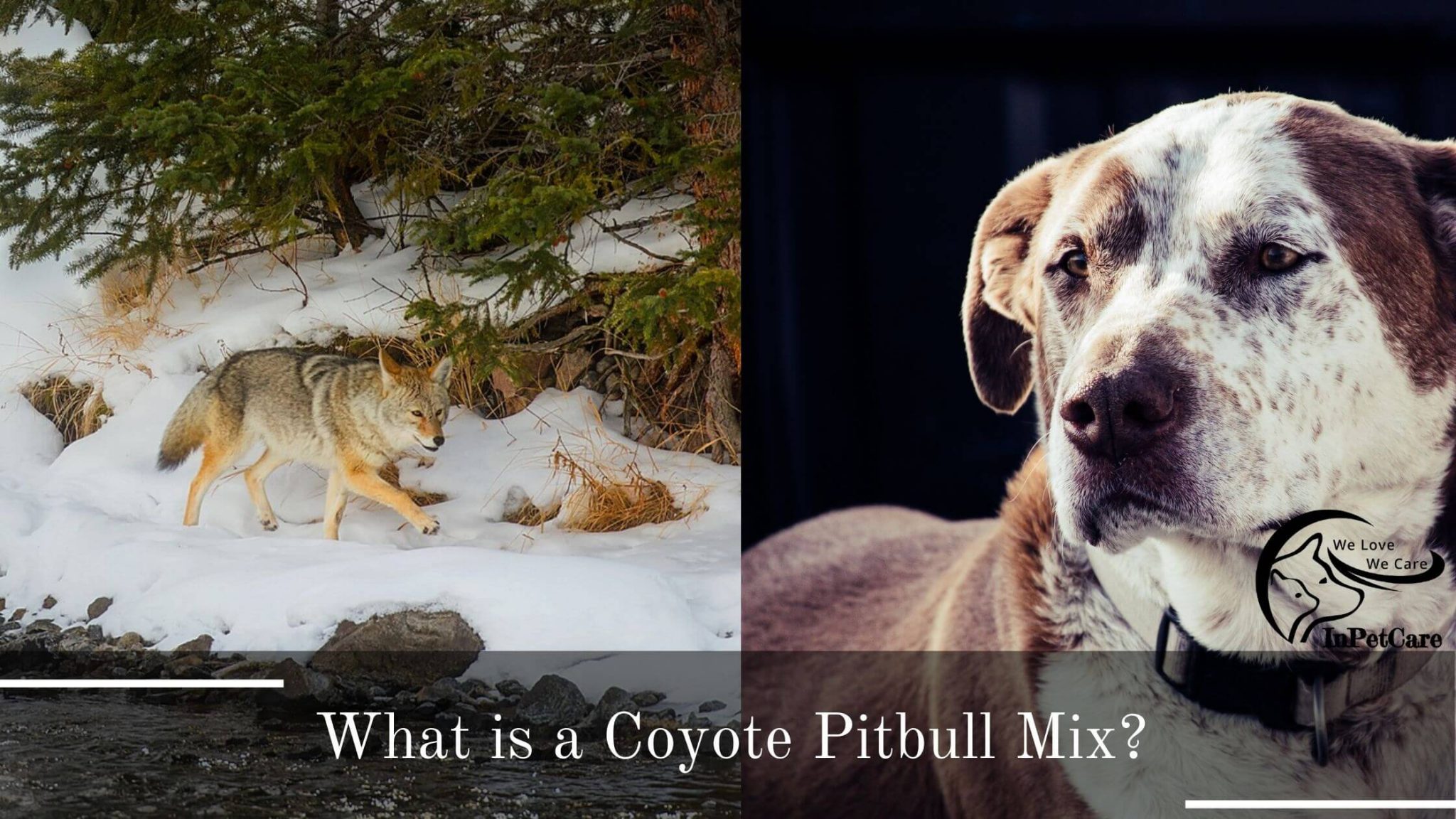 Coyote Pitbull Mix: A Complete Guide (With Pictures)