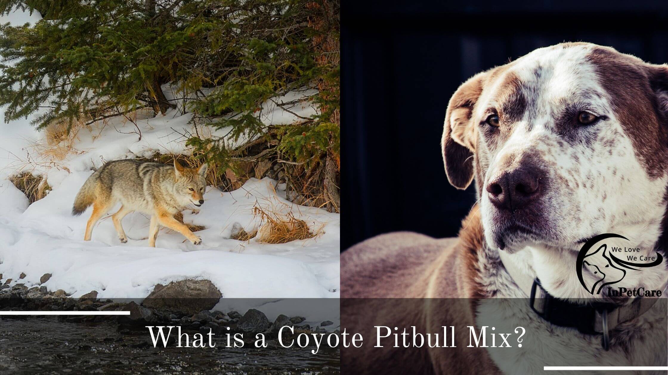 Coyote Pitbull Mix: A Complete Guide (With Pictures)