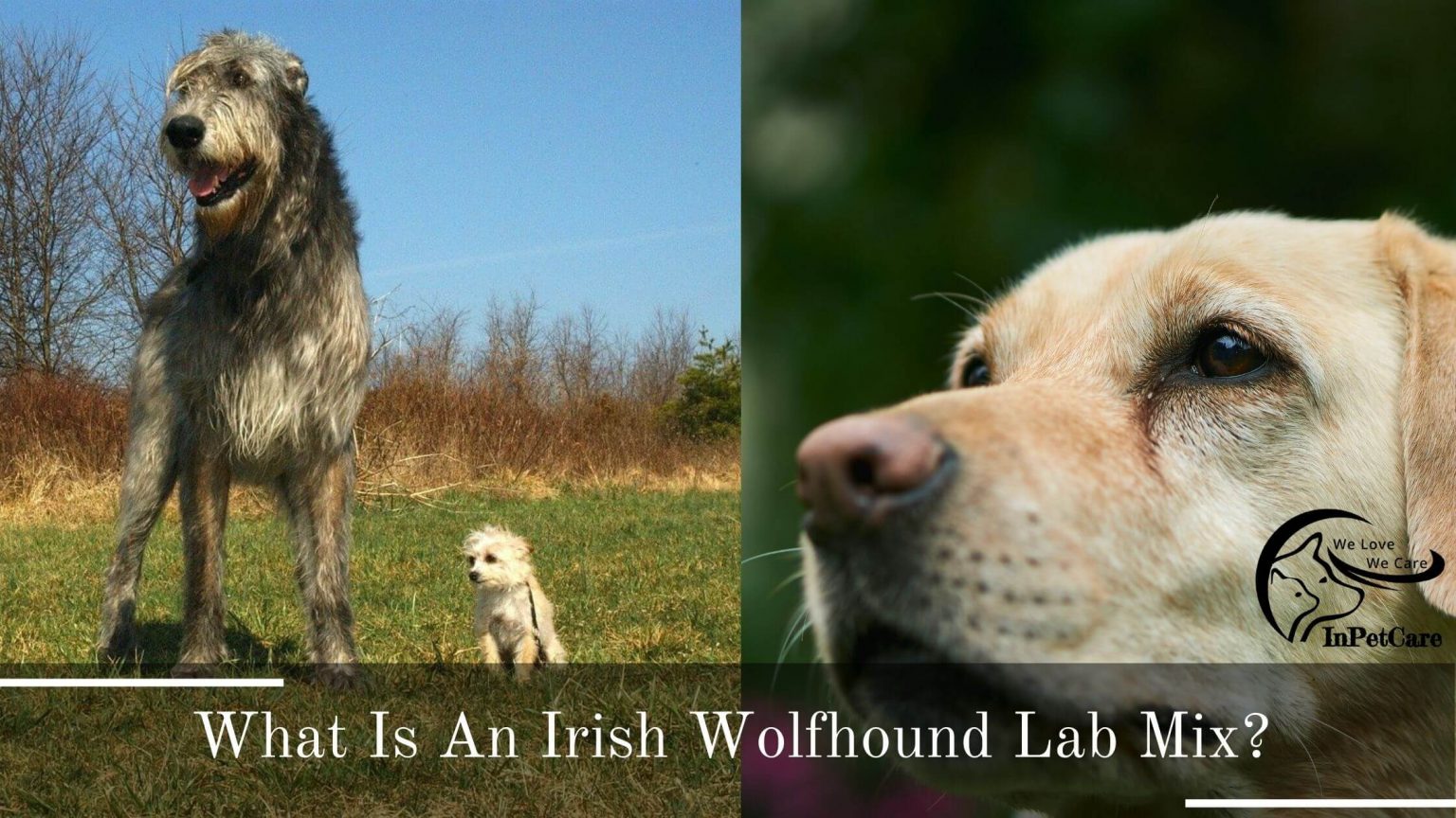 Irish Wolfhound Lab Mix: A Complete Guide (With Pictures)