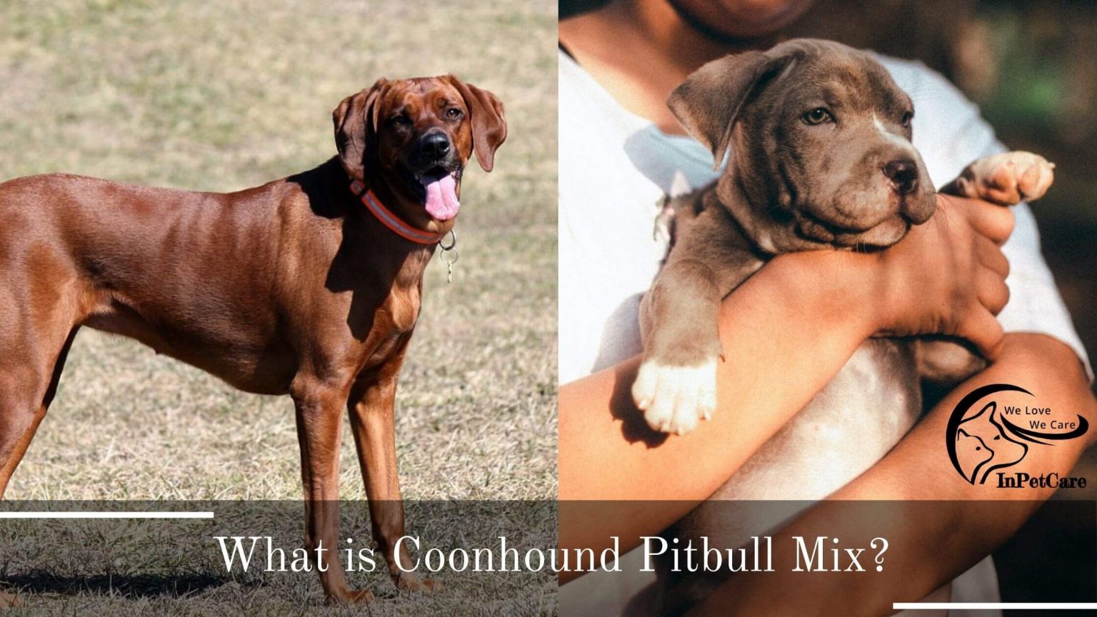 Coonhound Pitbull Mix: A Complete Guide (With Pictures)