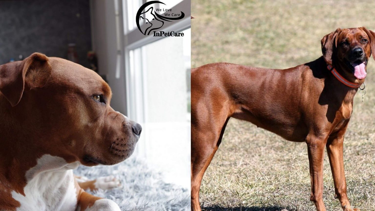 Coonhound Pitbull Mix: A Complete Guide (With Pictures)