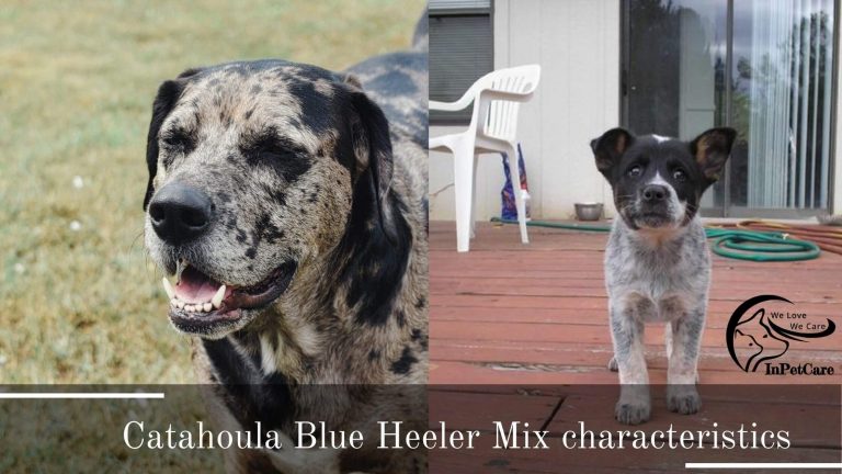 Catahoula Blue Heeler Mix: A Complete Guide (With Pictures)