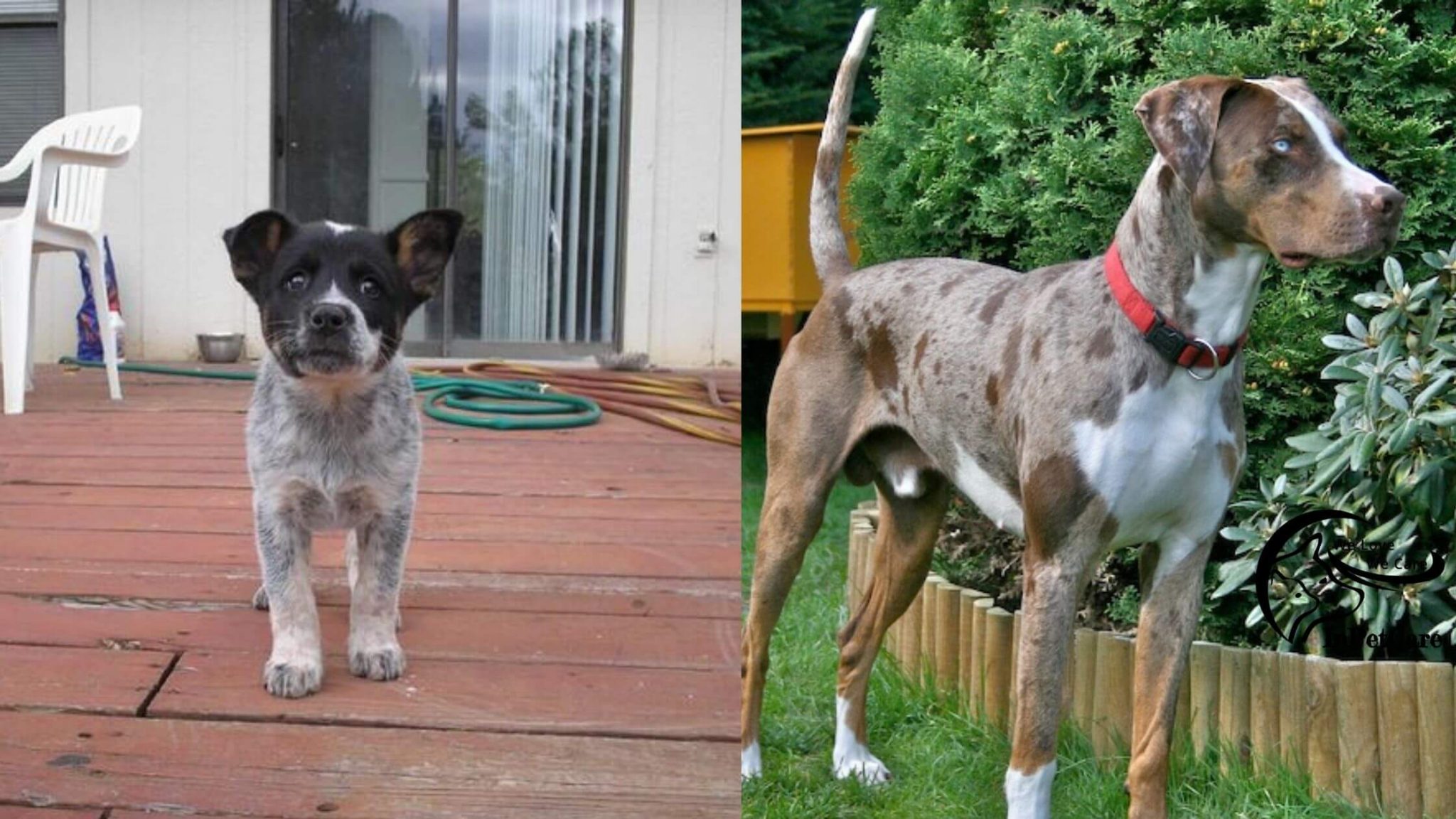 Catahoula Blue Heeler Mix: A Complete Guide (With Pictures)