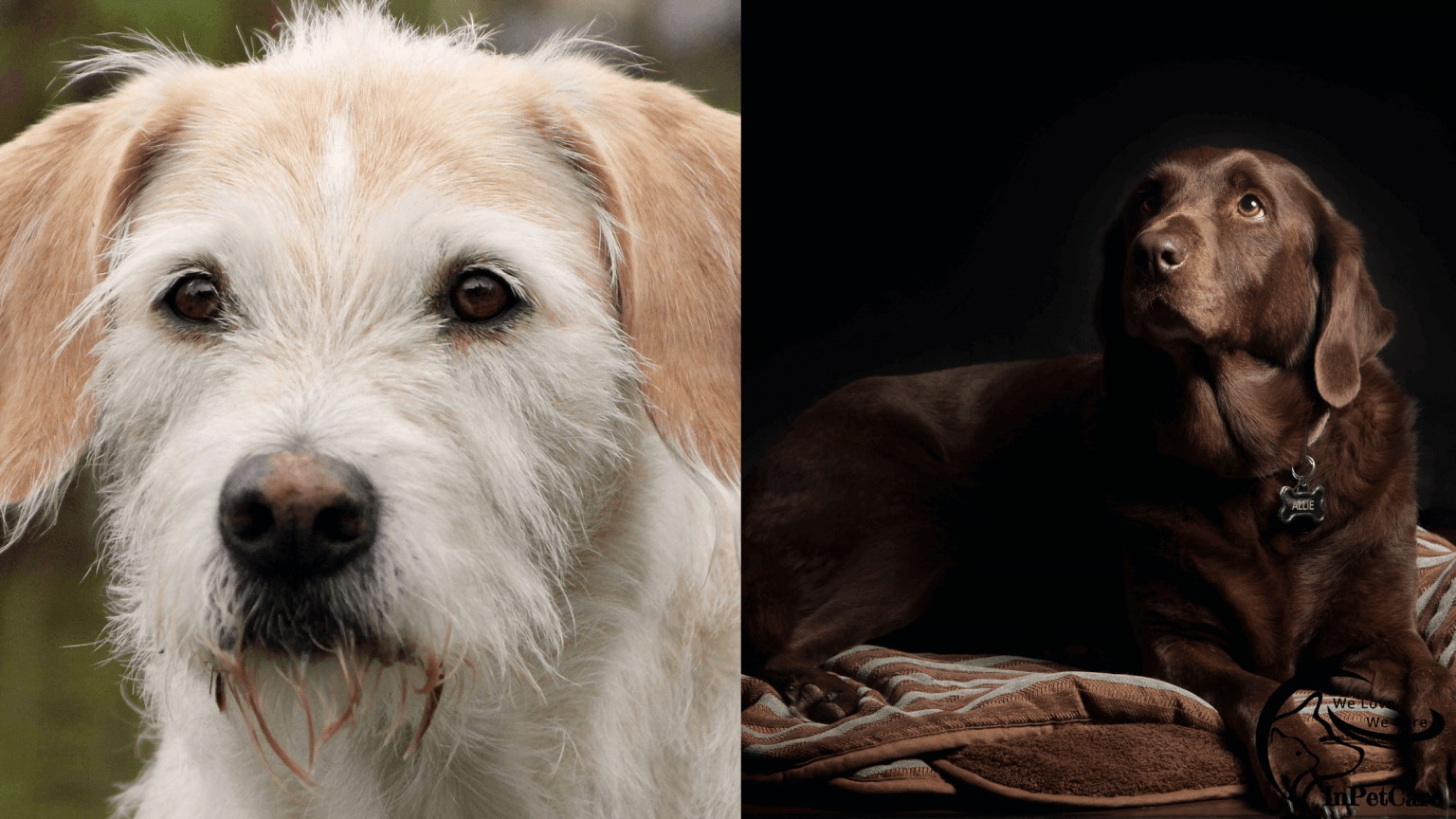 Irish Wolfhound Lab Mix: A Complete Guide (With Pictures)