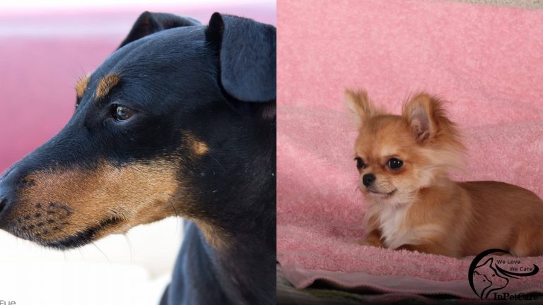 Chihuahua Manchester Terrier Mix: A Complete Guide (With Pictures)