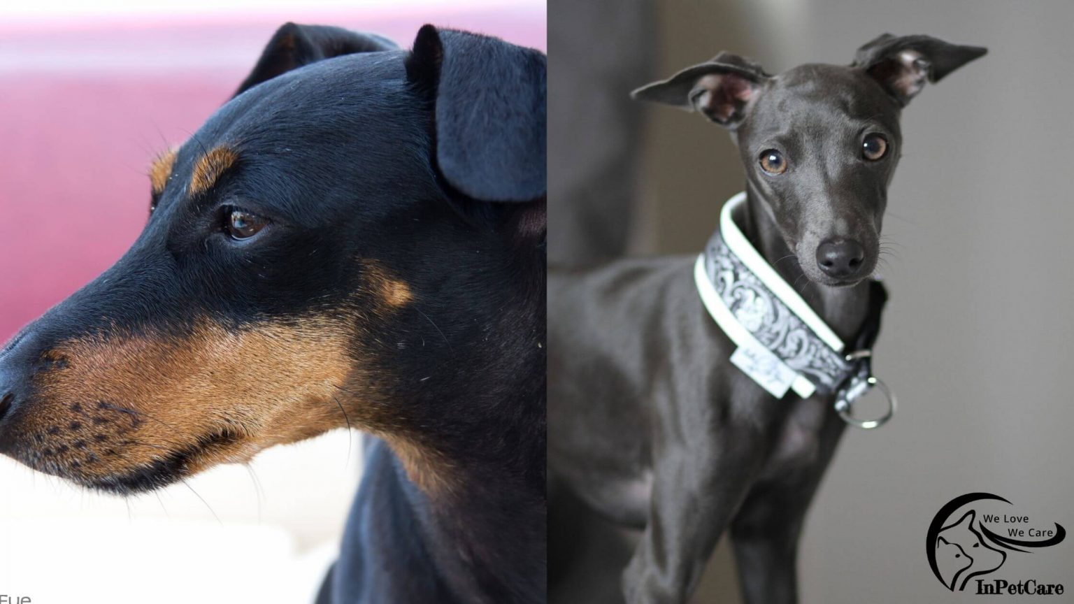 Manchester Terrier Italian Greyhound Mix: A Complete Guide (With Pictures)