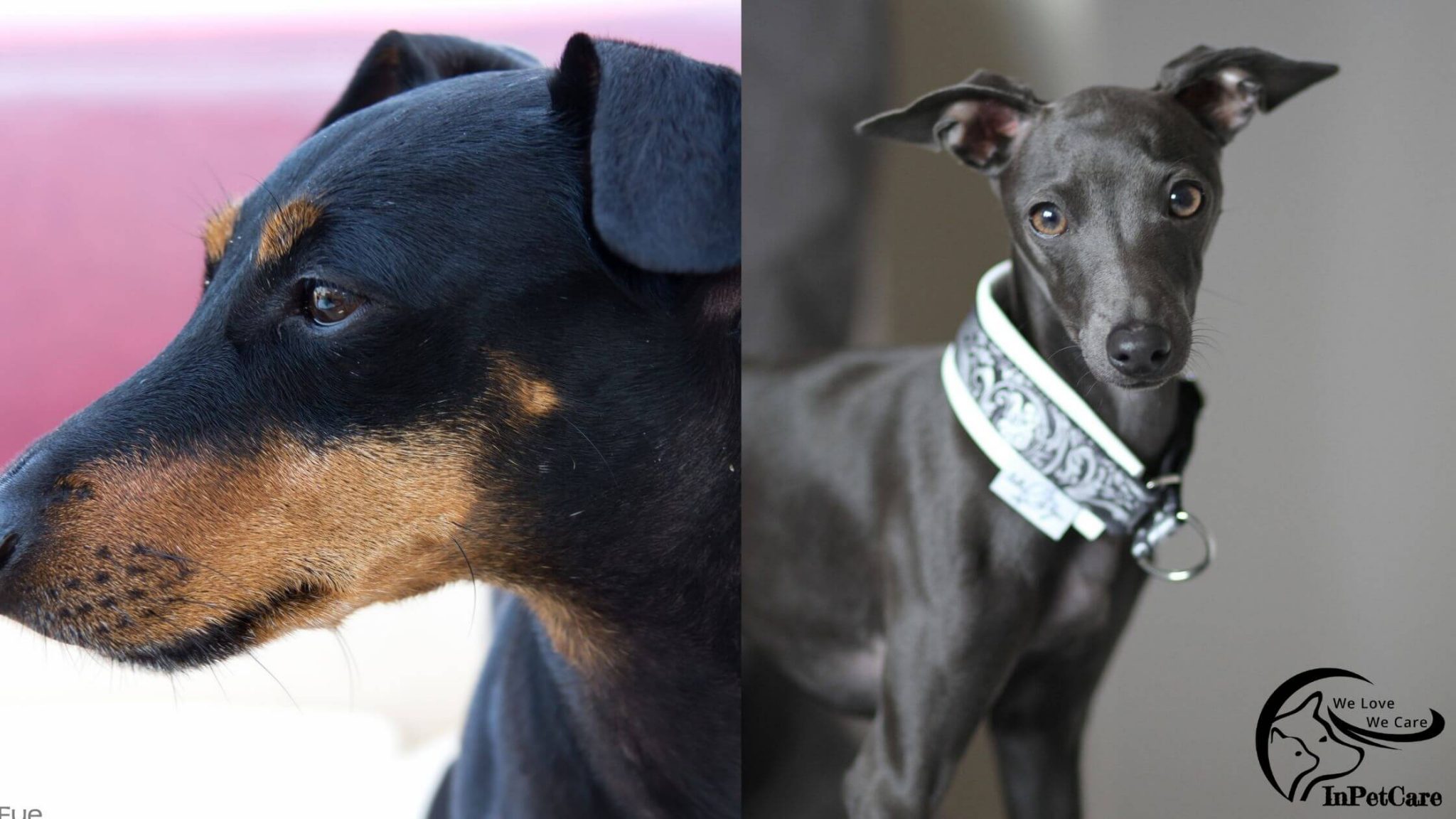 Manchester Terrier Italian Greyhound Mix: A Complete Guide (With Pictures)