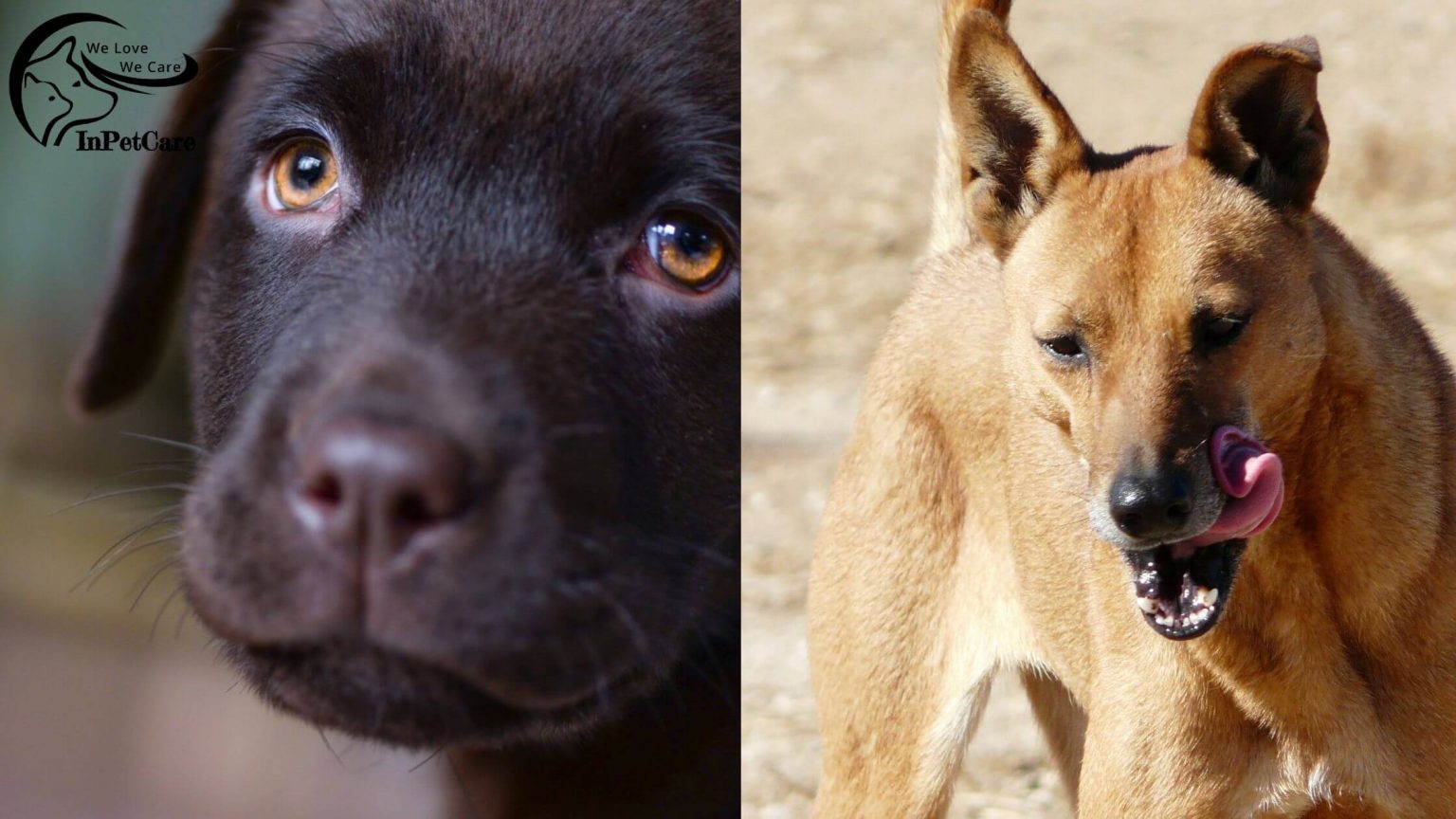Carolina Dog Lab Mix: A Complete Guide (With Pictures)