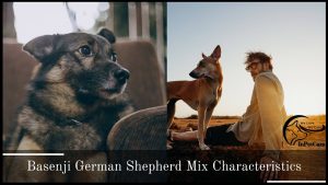 Basenji German Shepherd Mix: A Complete Guide (With Pictures)