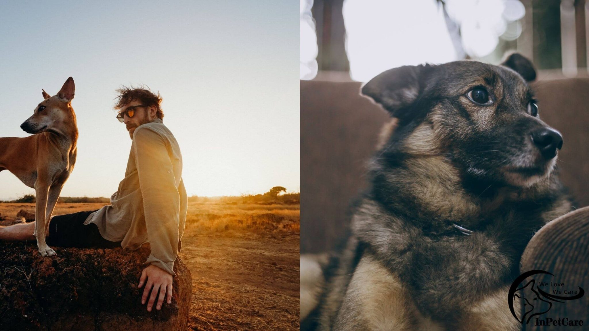 Basenji German Shepherd Mix: A Complete Guide (With Pictures)