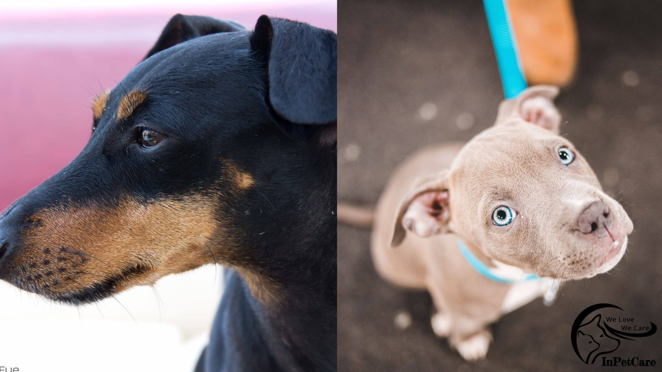 Manchester Terrier Pitbull Mix: A Complete Guide (With Picture)