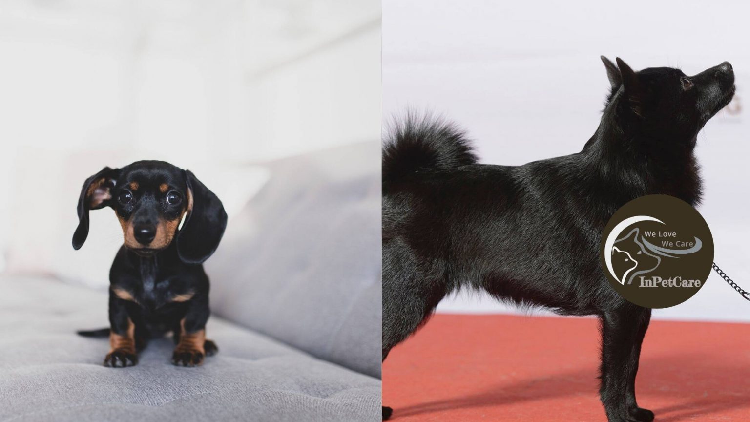 Schipperke Dachshund Mix: A Complete Guide (With Picture)