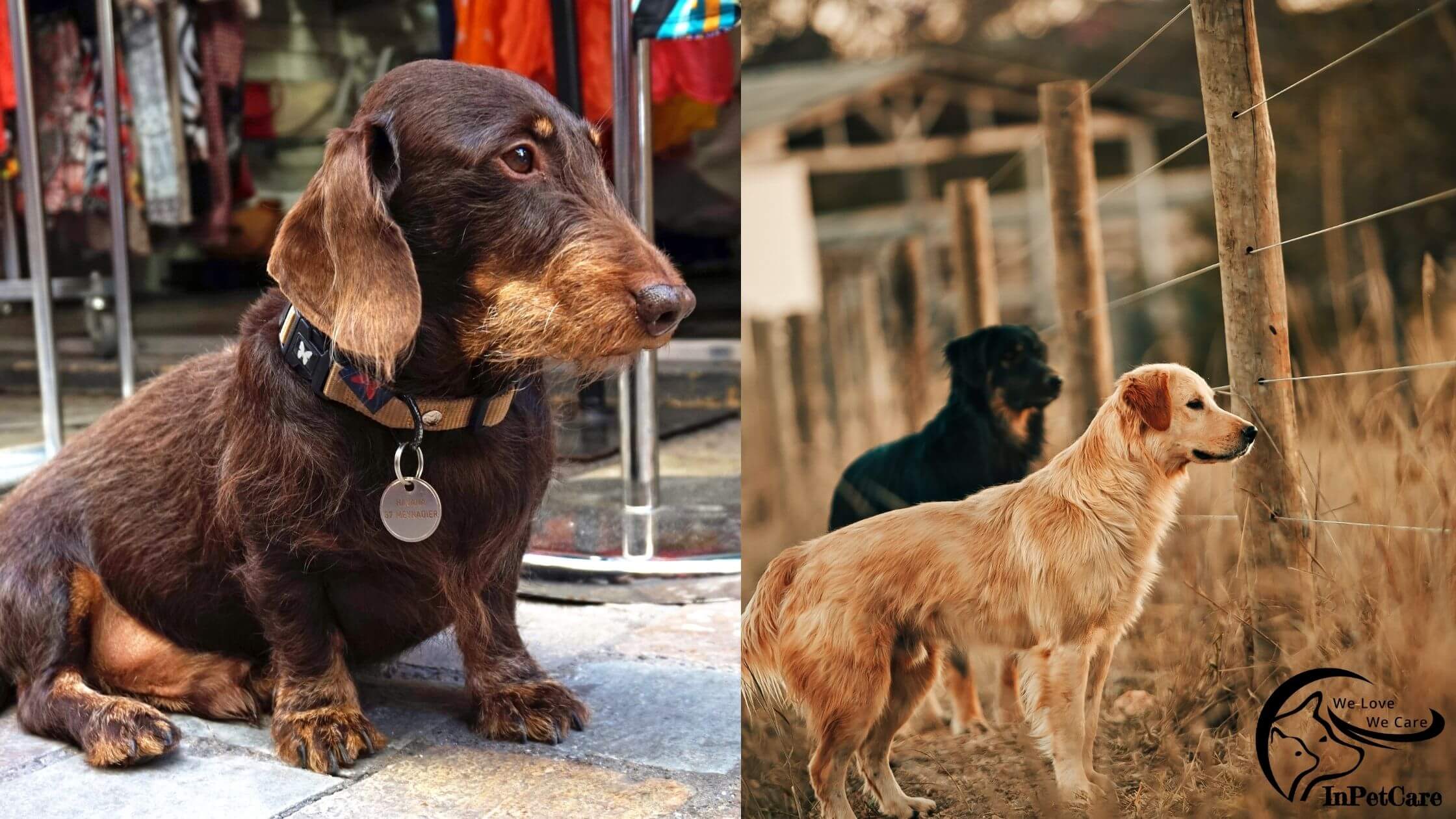 Golden Retriever Doxie Mix (Dachsador): A Complete Guide