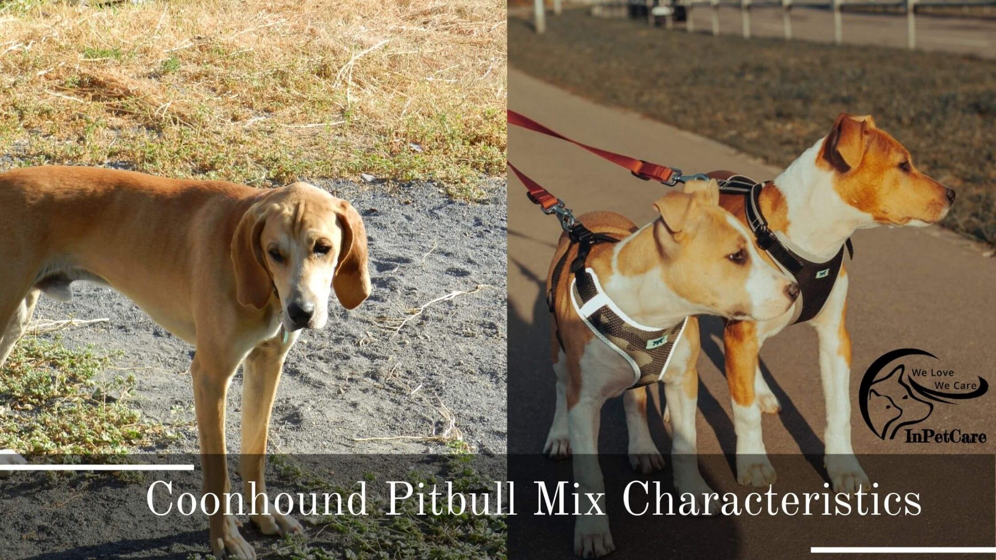 Coonhound Pitbull Mix: A Complete Guide (With Pictures)