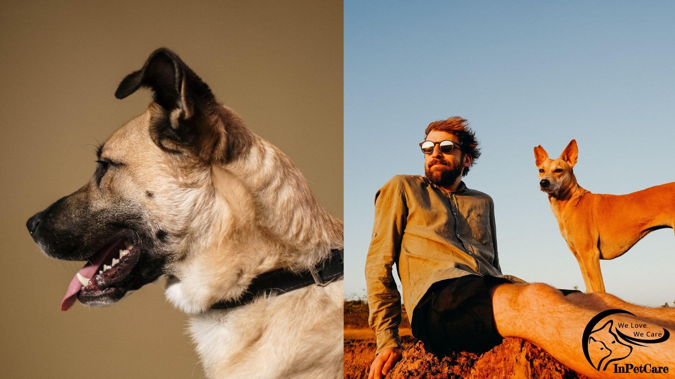 Basenji German Shepherd Mix: A Complete Guide (With Pictures)