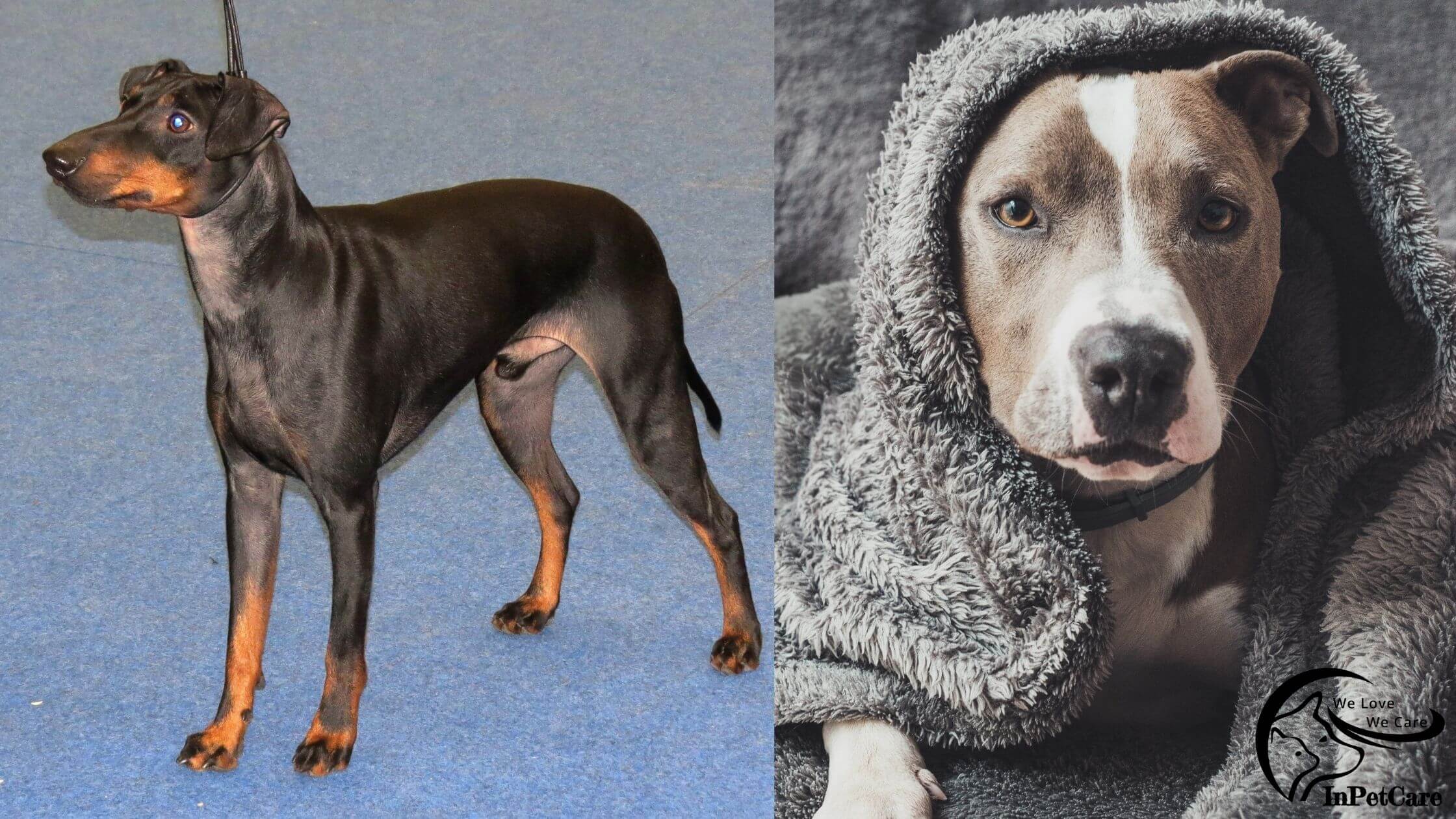 Manchester Terrier Pitbull Mix: A Complete Guide (With Picture)