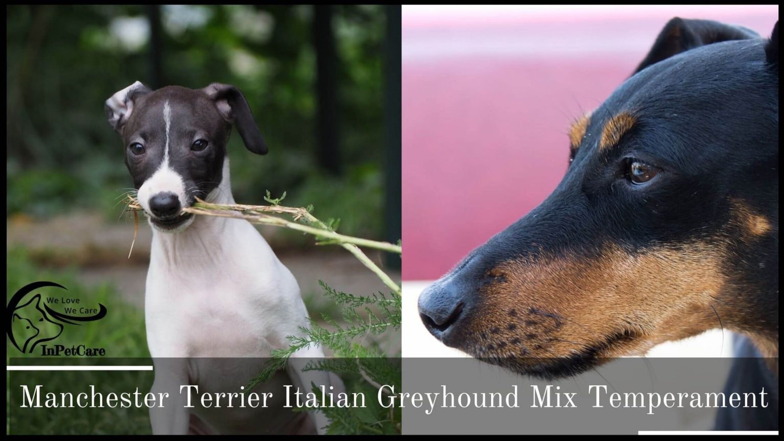 Manchester Terrier Italian Greyhound Mix: A Complete Guide (With Pictures)