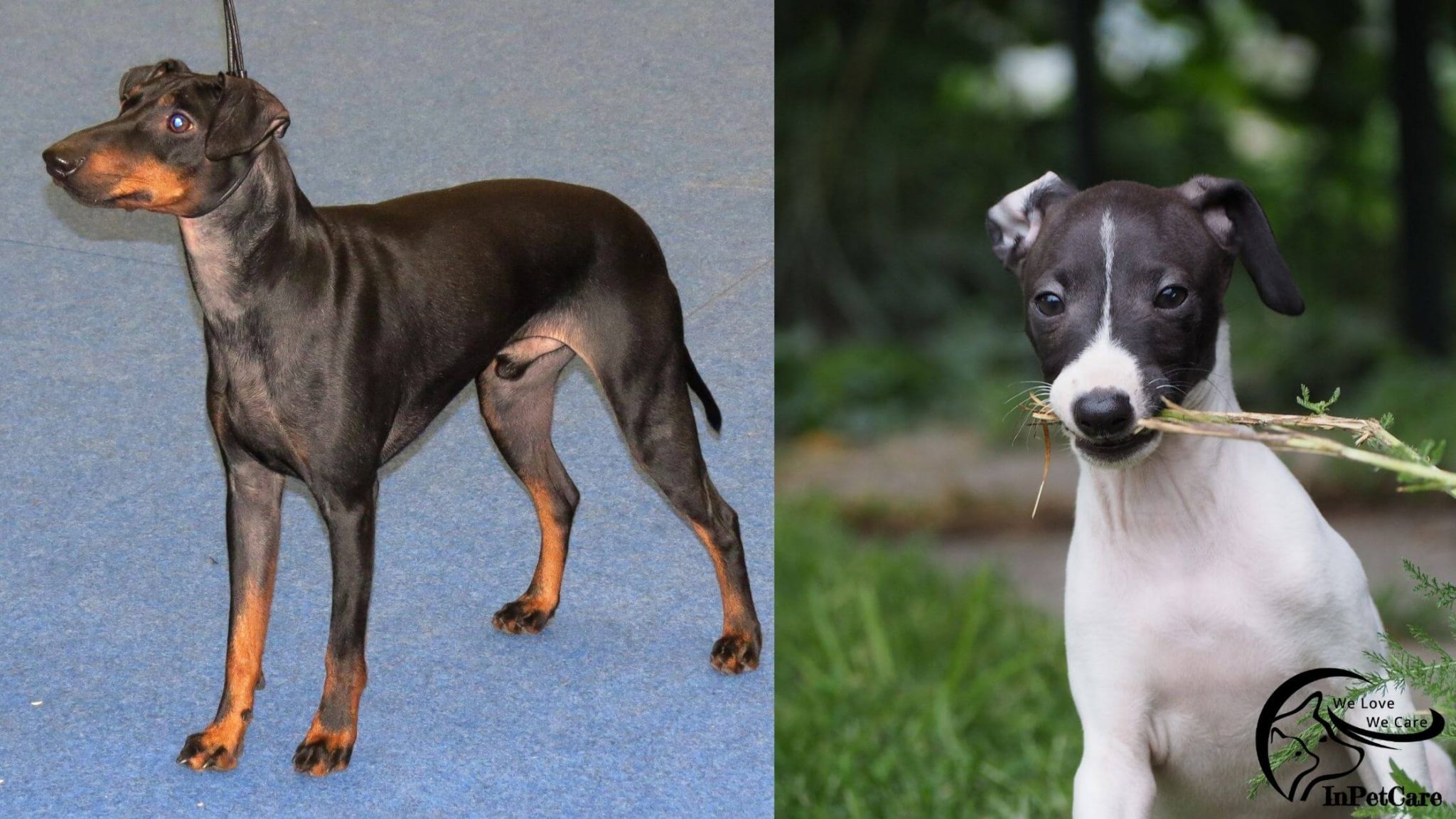 Manchester Terrier Italian Greyhound Mix: A Complete Guide (With Pictures)