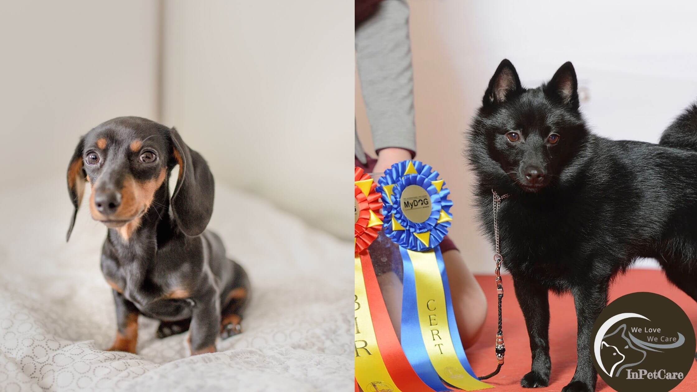 Schipperke Dachshund Mix: A Complete Guide (With Picture)