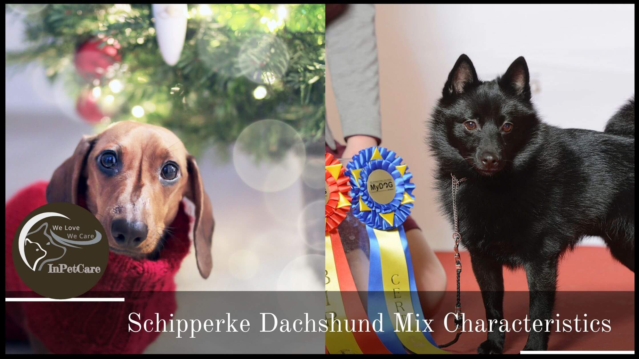 Schipperke Dachshund Mix: A Complete Guide (With Picture)